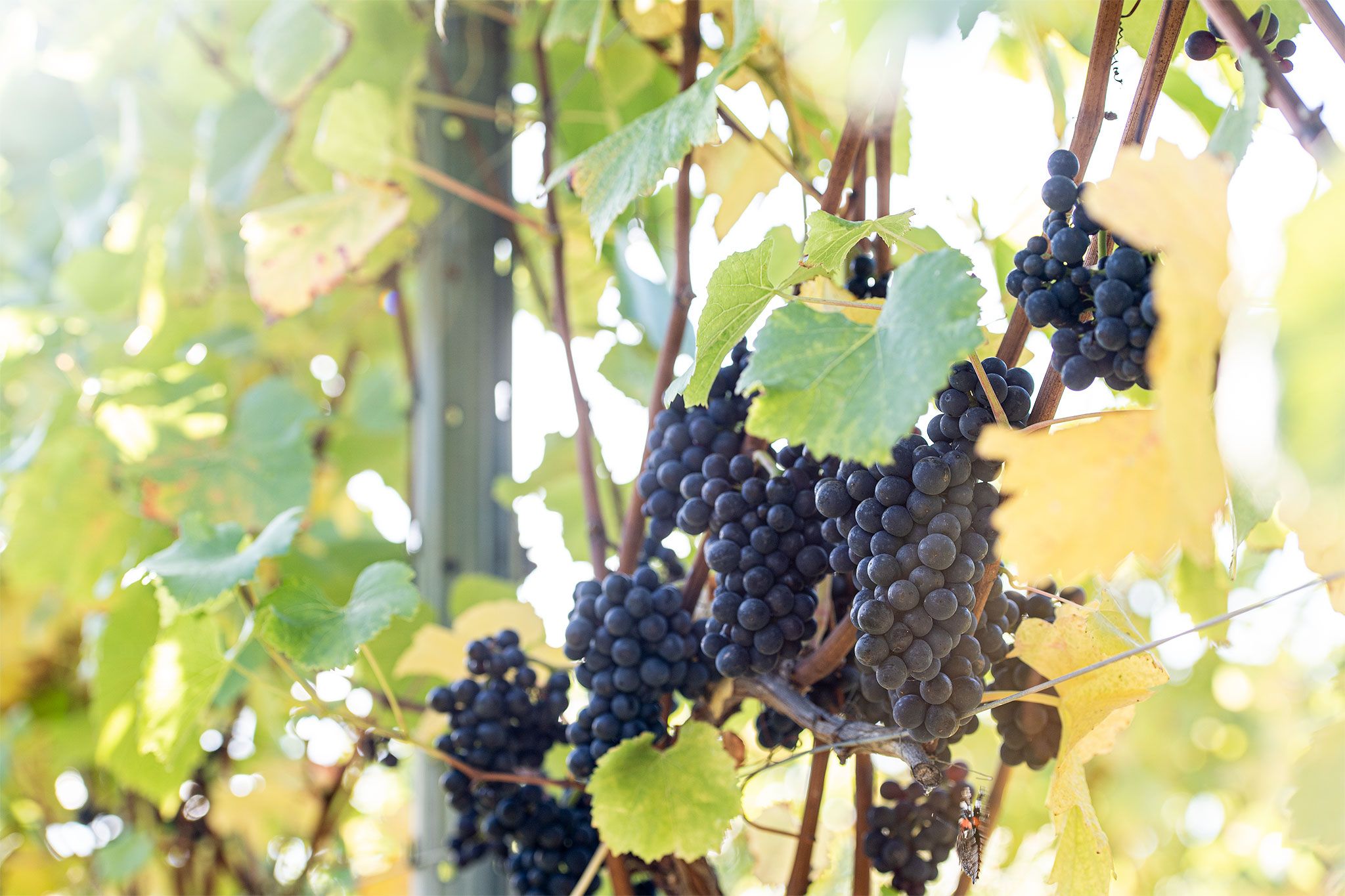 Special Releases – Flint Vineyard